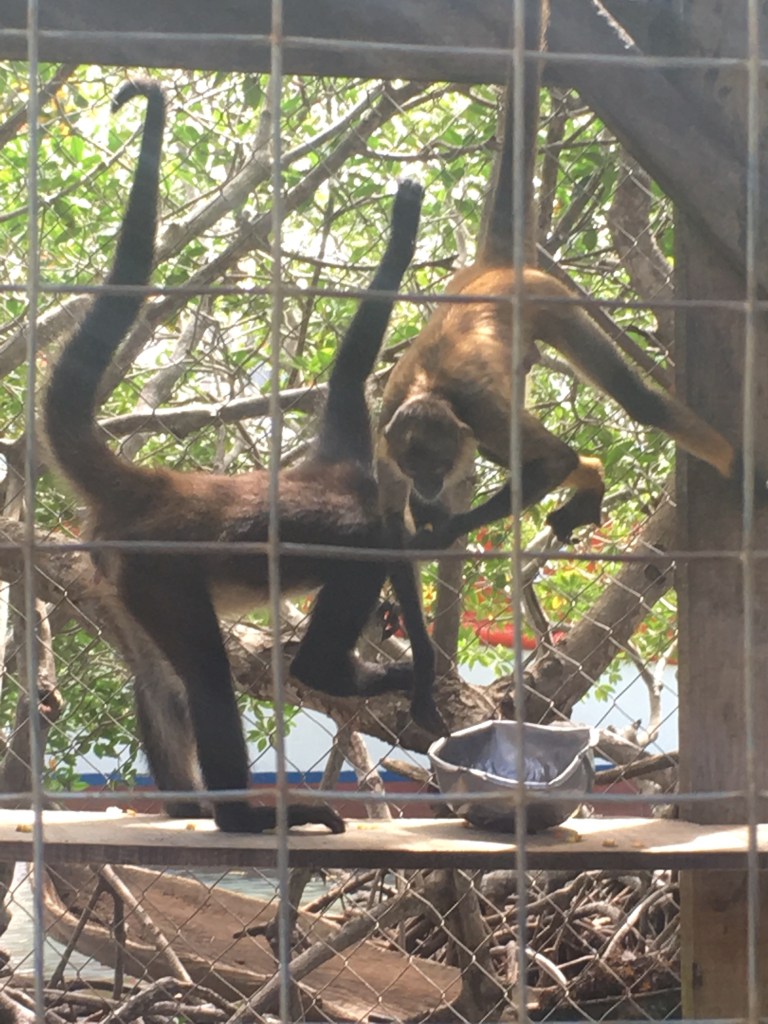 Visit Roatan! Don’t just Cruise in, Stay Over! – melissathewanderer